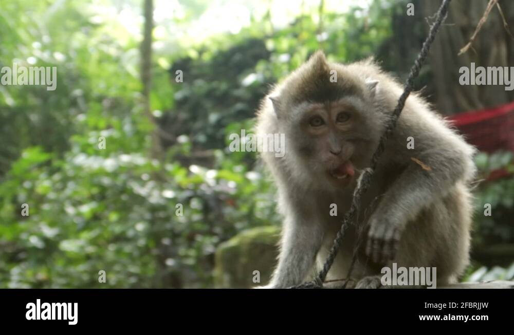Monkey bite Stock Videos & Footage - HD and 4K Video Clips - Alamy