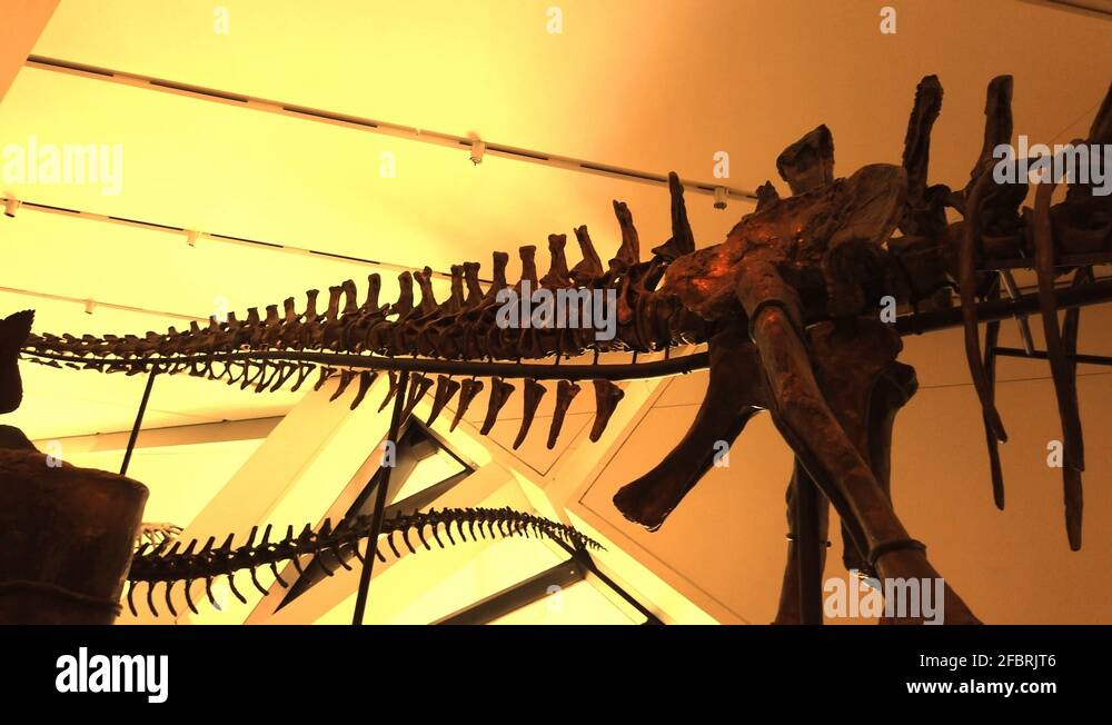 Dinosaur temple Stock Videos & Footage - HD and 4K Video Clips - Alamy