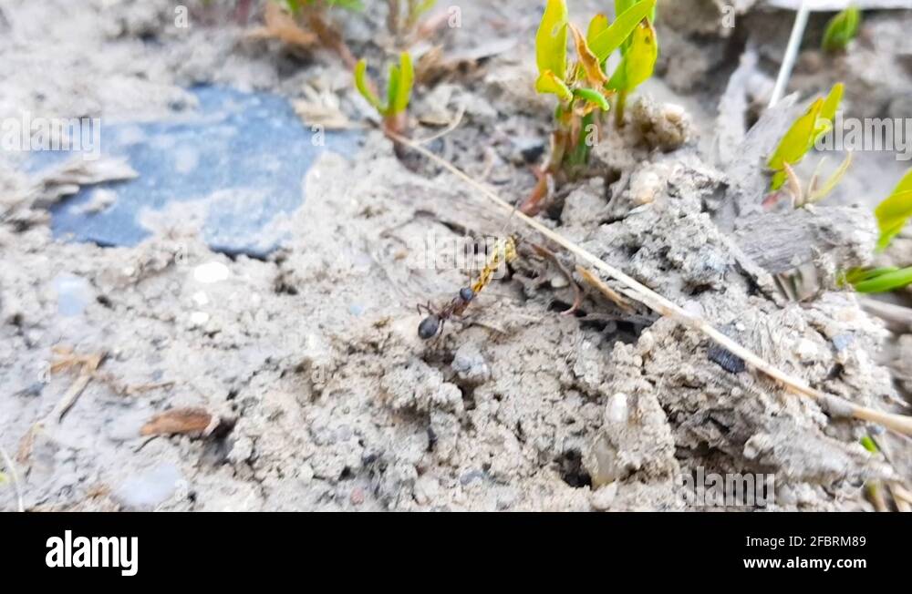 Irregular work Stock Videos & Footage - HD and 4K Video Clips - Alamy