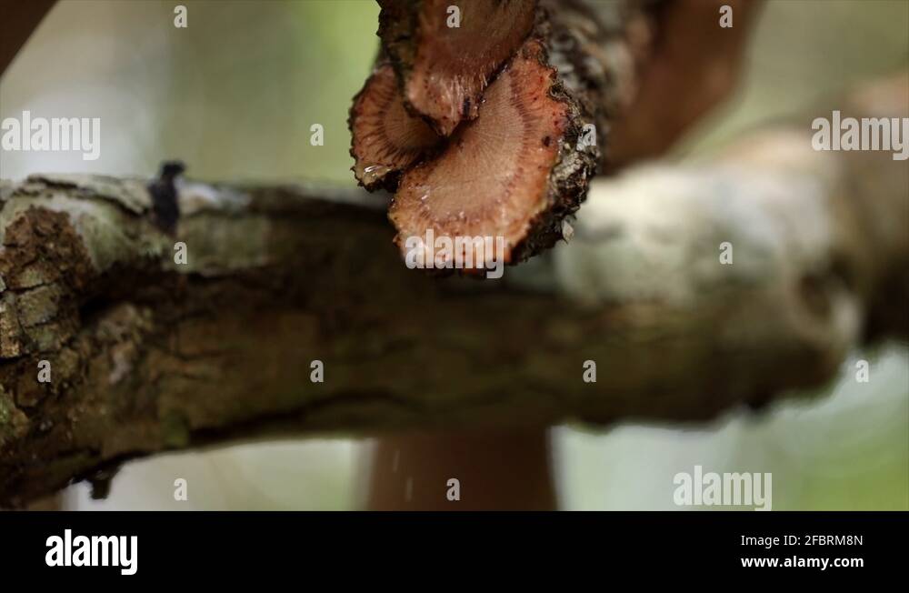 Sap flow Stock Videos & Footage - HD and 4K Video Clips - Alamy
