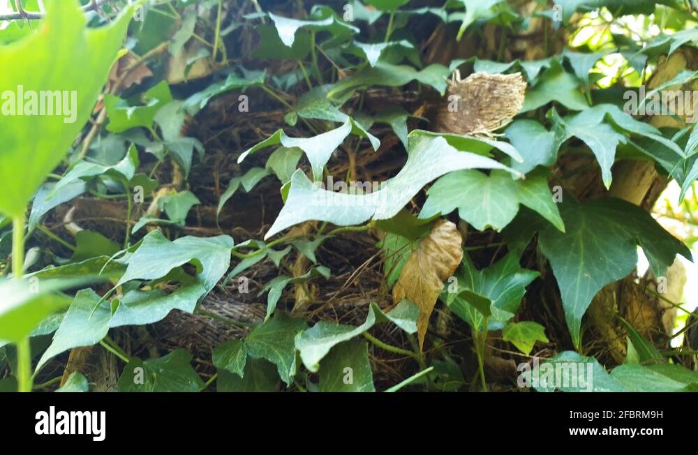 Ivy growing up tree Stock Videos & Footage - HD and 4K Video Clips - Alamy