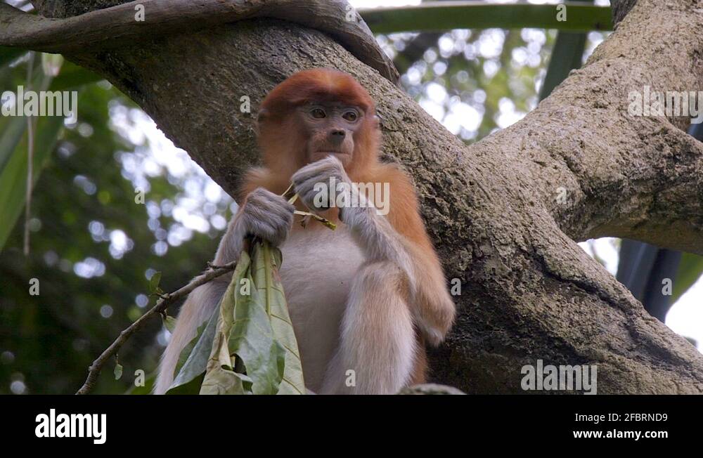 An old world monkey Stock Videos & Footage - HD and 4K Video Clips - Alamy