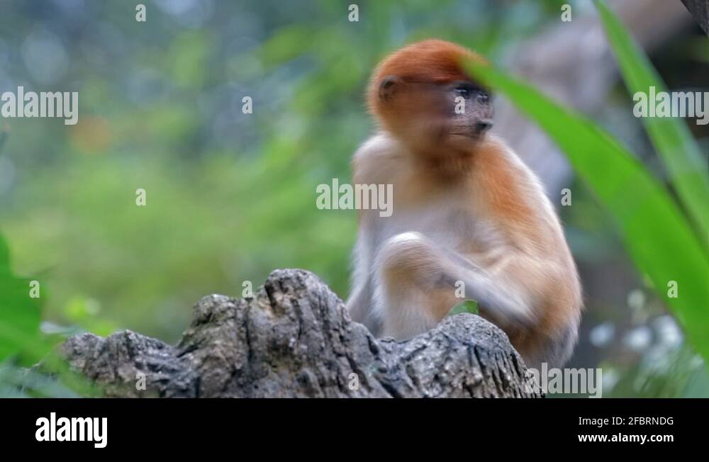 Juvenile monkey Stock Videos & Footage - HD and 4K Video Clips - Alamy
