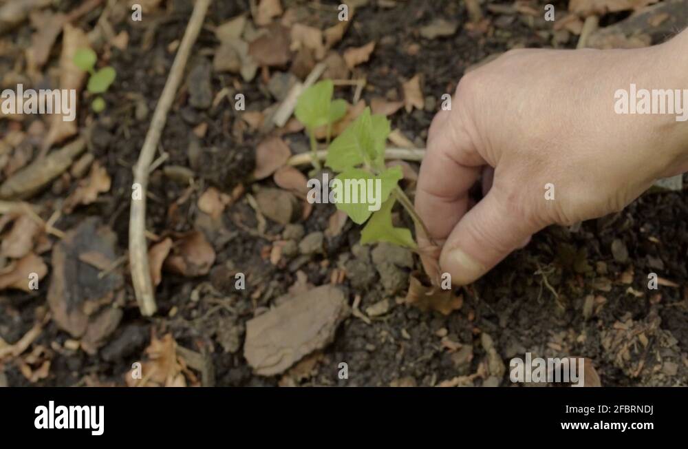 Plant roots soil Stock Videos & Footage - HD and 4K Video Clips - Alamy
