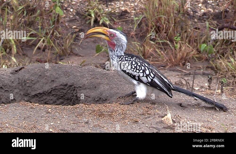 Termites food africa Stock Videos & Footage - HD and 4K Video Clips - Alamy