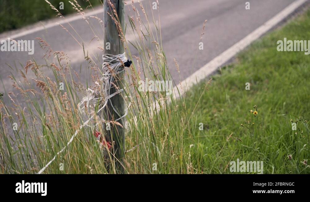 Pole grass Stock Videos & Footage - HD and 4K Video Clips - Alamy