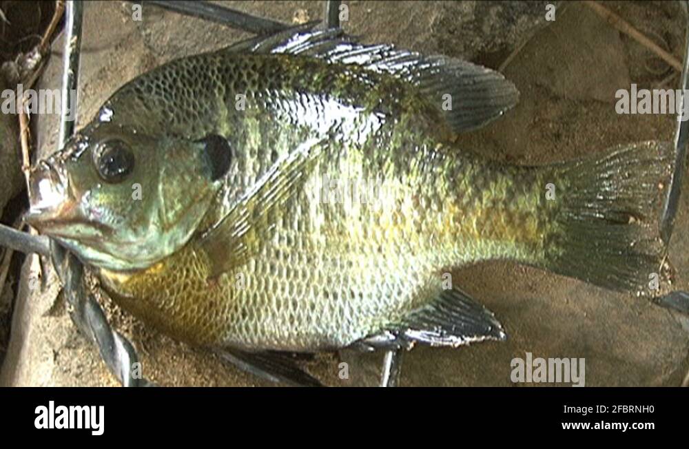 Bluegill Stock Videos & Footage - HD and 4K Video Clips - Alamy