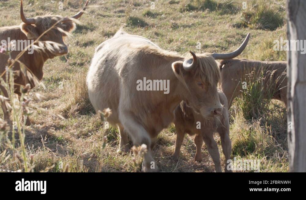 Cow and calf point Stock Videos & Footage - HD and 4K Video Clips - Alamy