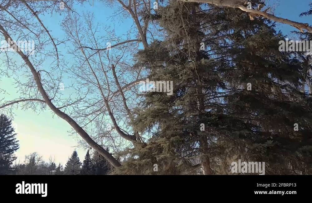 Wind blown timber Stock Videos & Footage - HD and 4K Video Clips - Alamy