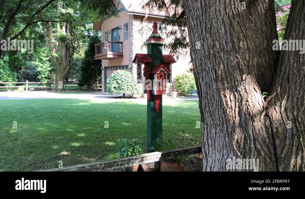 Bird nest building hedge Stock Videos & Footage - HD and 4K Video Clips ...