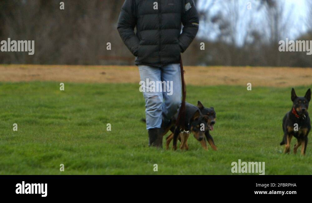 Attentive working dogs Stock Videos & Footage - HD and 4K Video Clips ...