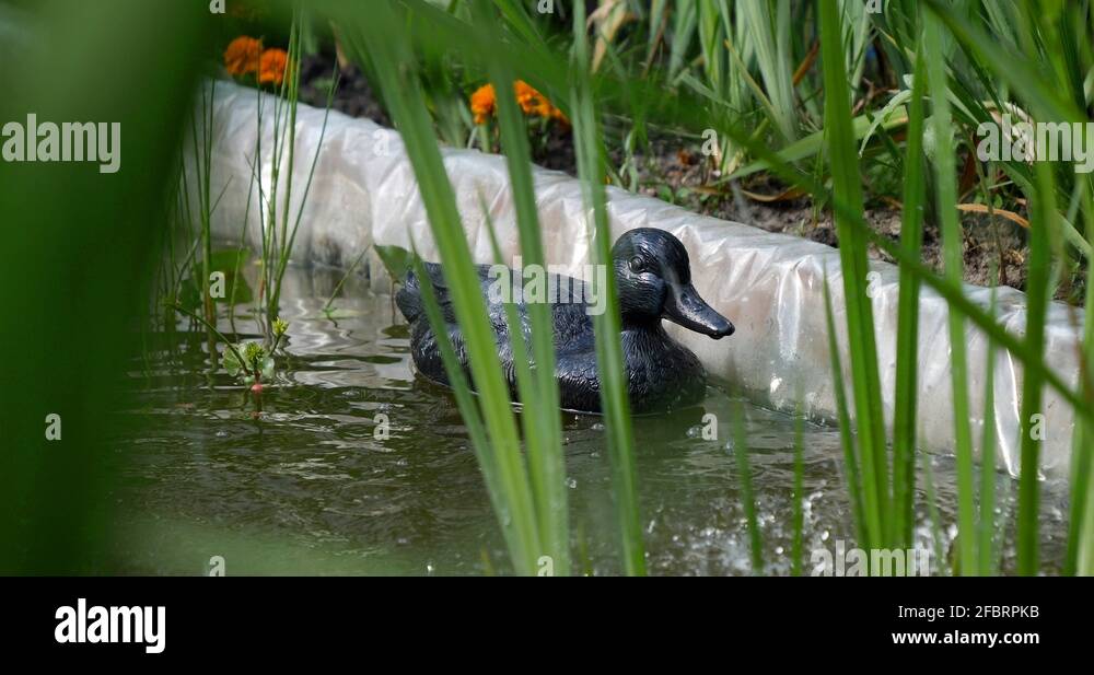 Fake duck Stock Videos & Footage - HD and 4K Video Clips - Alamy