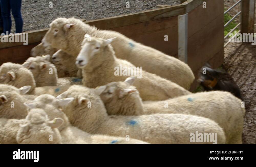 Kelpie herding sheep Stock Videos & Footage - HD and 4K Video Clips - Alamy