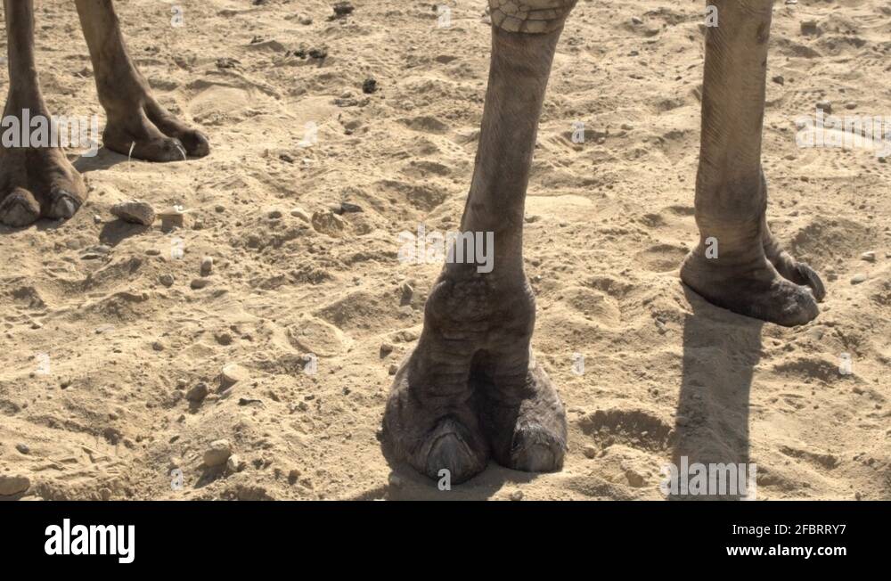 Camel legs sand Stock Videos & Footage - HD and 4K Video Clips - Alamy
