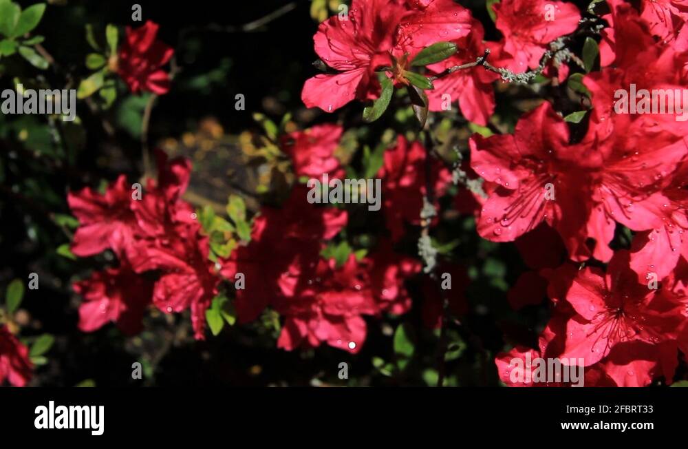 Azalea detail Stock Videos & Footage - HD and 4K Video Clips - Alamy