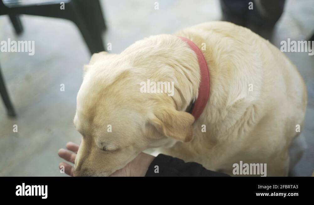 Dog licking a hand, Labrador love Stock Video Footage - Alamy