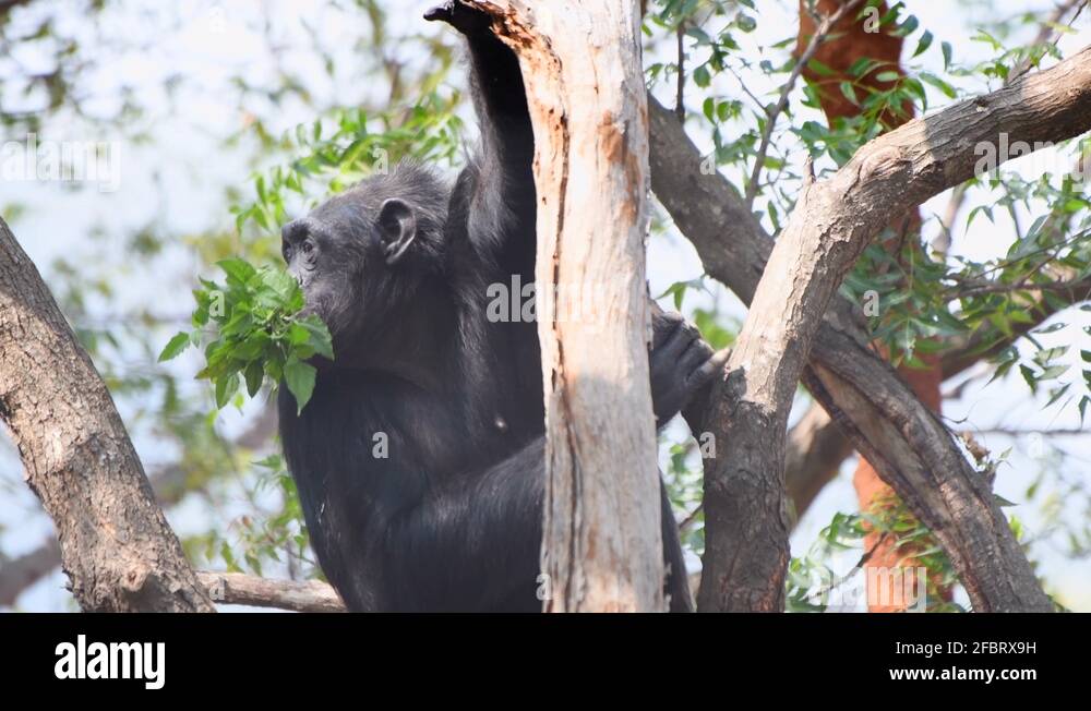 Chimpanzee young climbing Stock Videos & Footage - HD and 4K Video ...