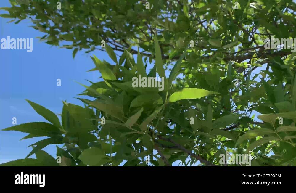 Wispy branches Stock Videos & Footage - HD and 4K Video Clips - Alamy