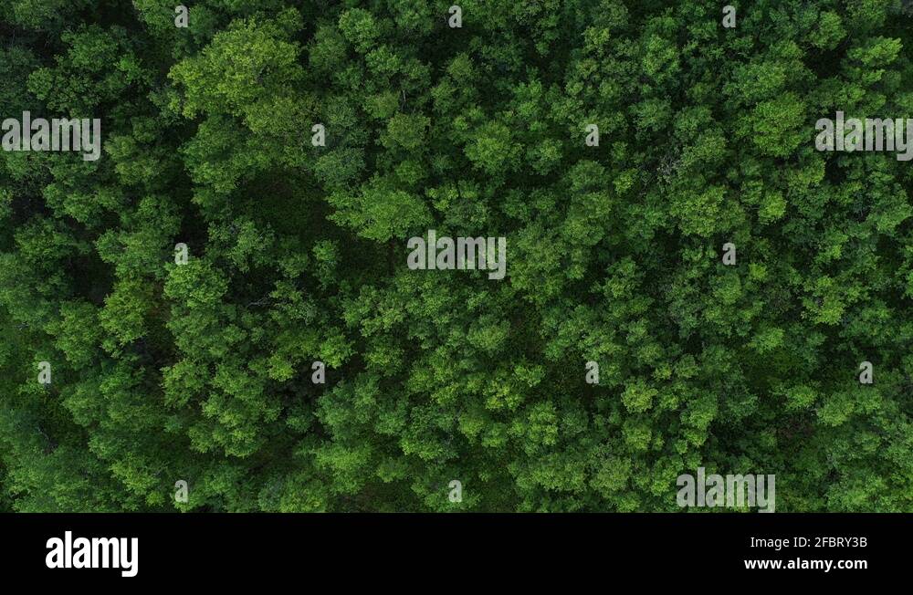 Texture dense Stock Videos & Footage - HD and 4K Video Clips - Alamy