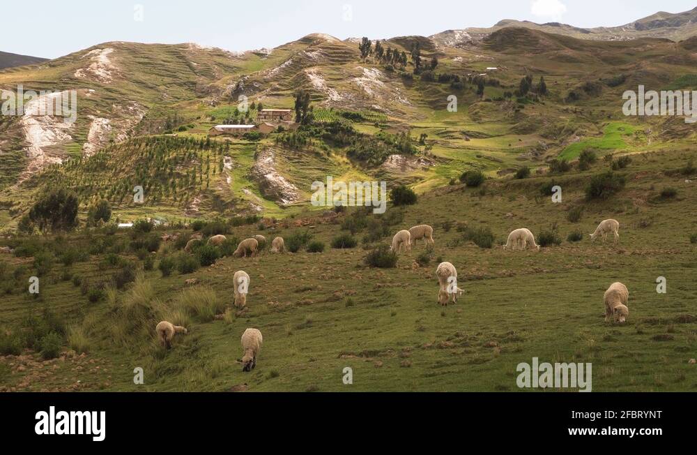 Peruvian lama group Stock Videos & Footage - HD and 4K Video Clips - Alamy
