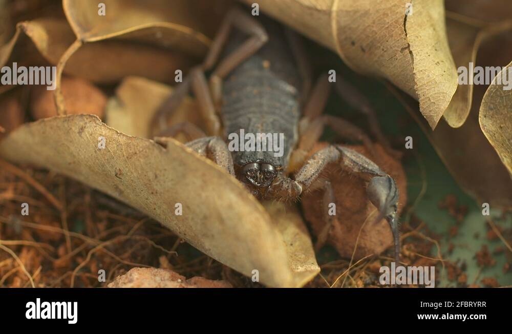 Rainforest scorpion Stock Videos & Footage - HD and 4K Video Clips - Alamy