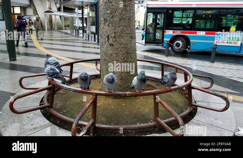 a crowd of pigeons sit at a bench at a bus/train station waiting for ...