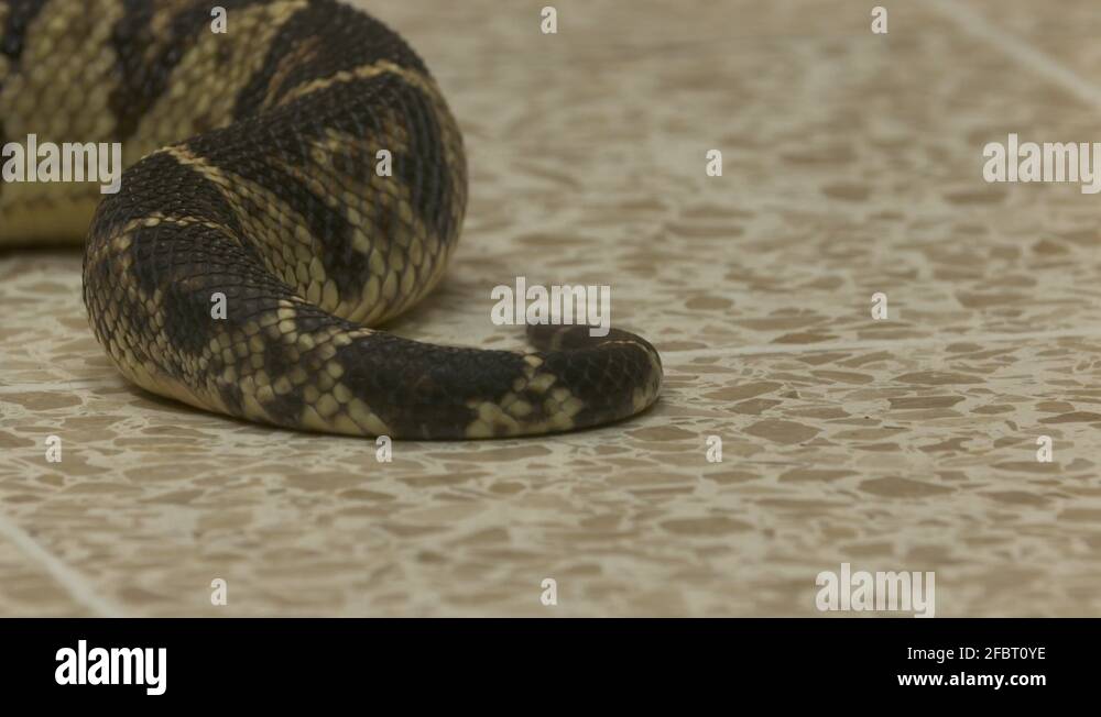 Rattlesnake viper Stock Videos & Footage - HD and 4K Video Clips - Alamy