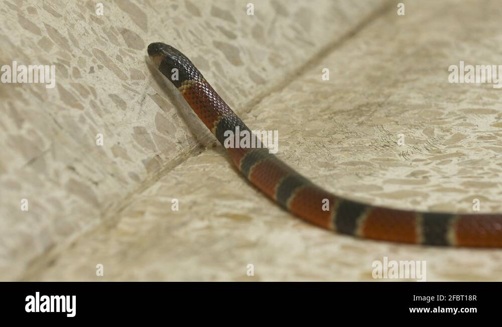 Costa rica snakes Stock Videos & Footage - HD and 4K Video Clips - Alamy