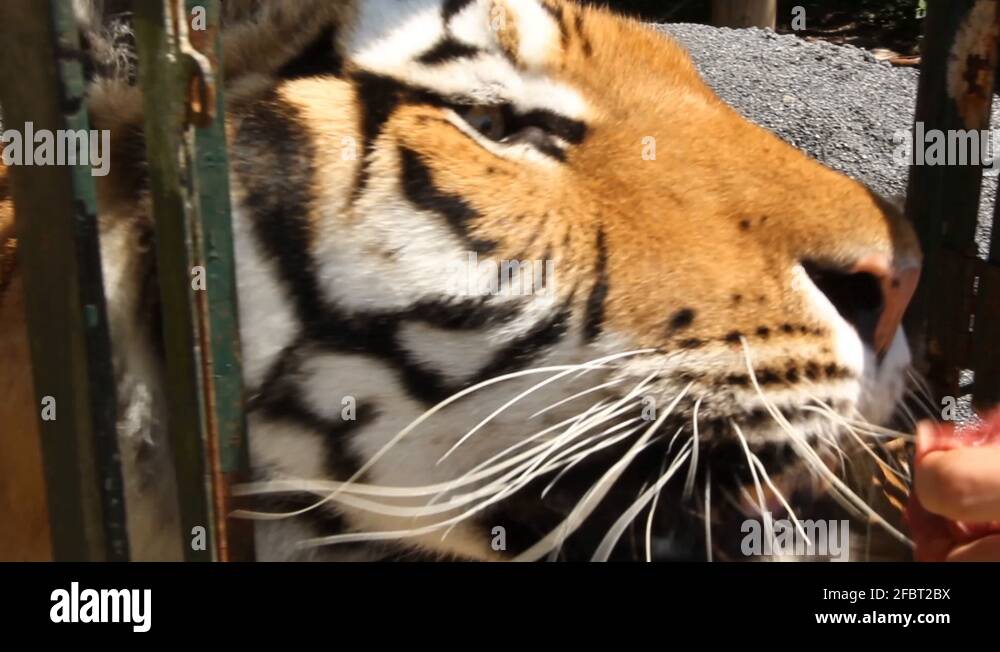 Tiger feeding cat Stock Videos & Footage - HD and 4K Video Clips - Alamy