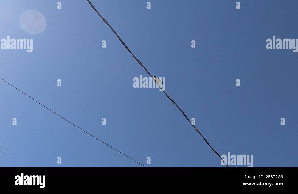 Small sparrow bird Stock Videos & Footage - HD and 4K Video Clips - Alamy