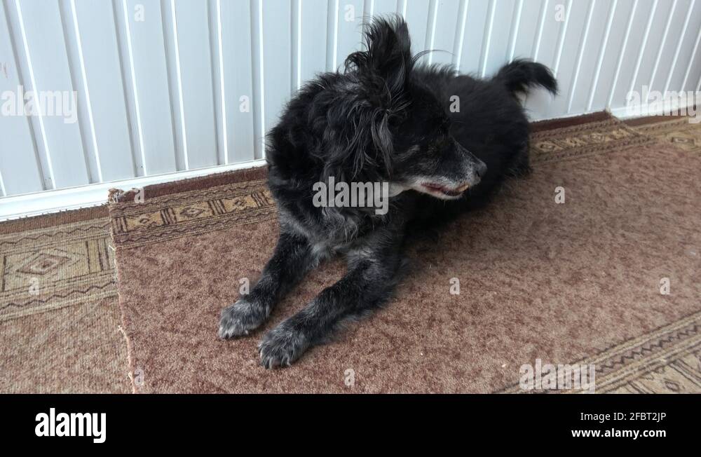 Buck teeth buck tooth Stock Videos & Footage - HD and 4K Video Clips ...