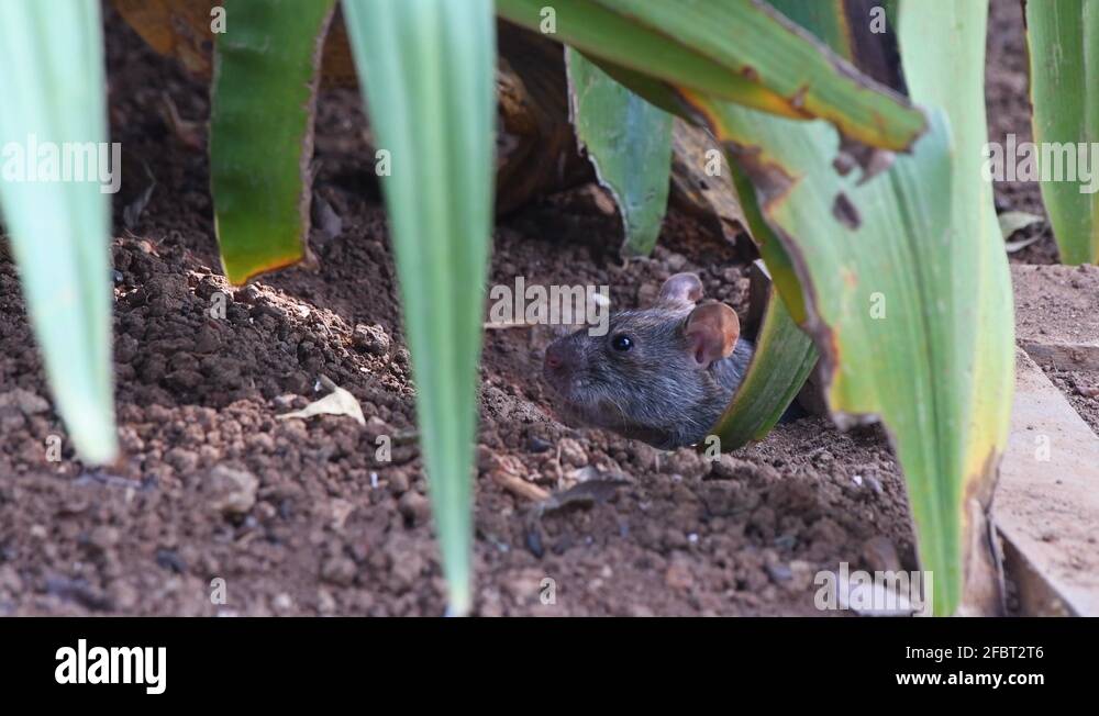 Mouse mus musculus Stock Videos & Footage - HD and 4K Video Clips - Alamy