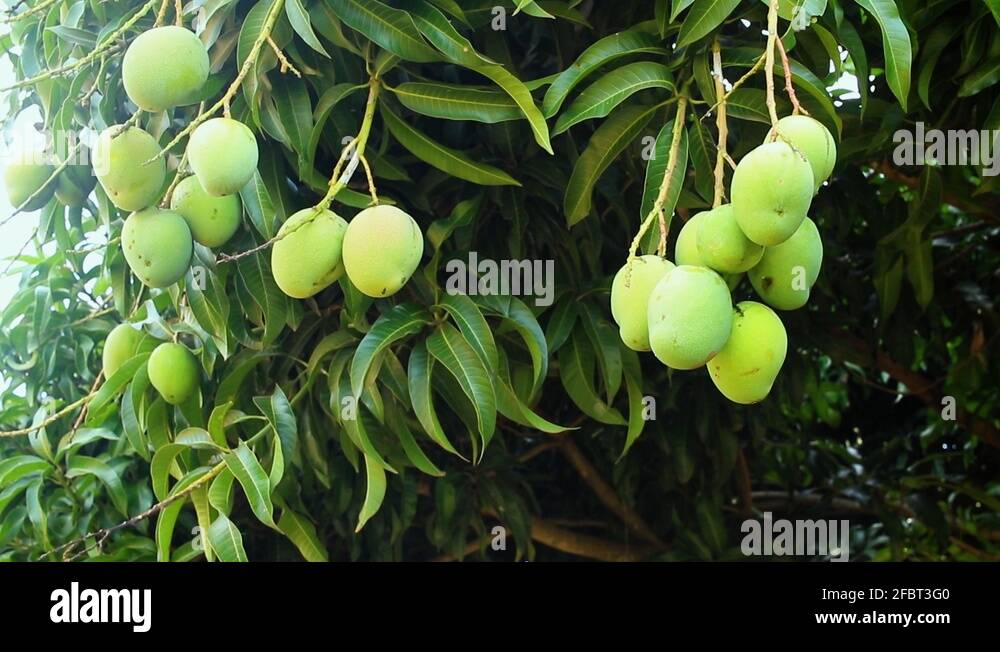 W S of a male hand picking a mango from the mango tree Stock Video ...