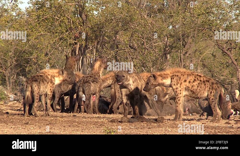 Spotted hyenas clan Stock Videos & Footage - HD and 4K Video Clips - Alamy