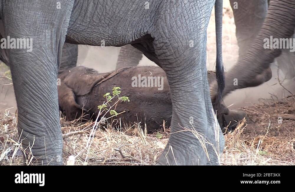 Newborn elephant lays on the ground moments after being born Stock ...