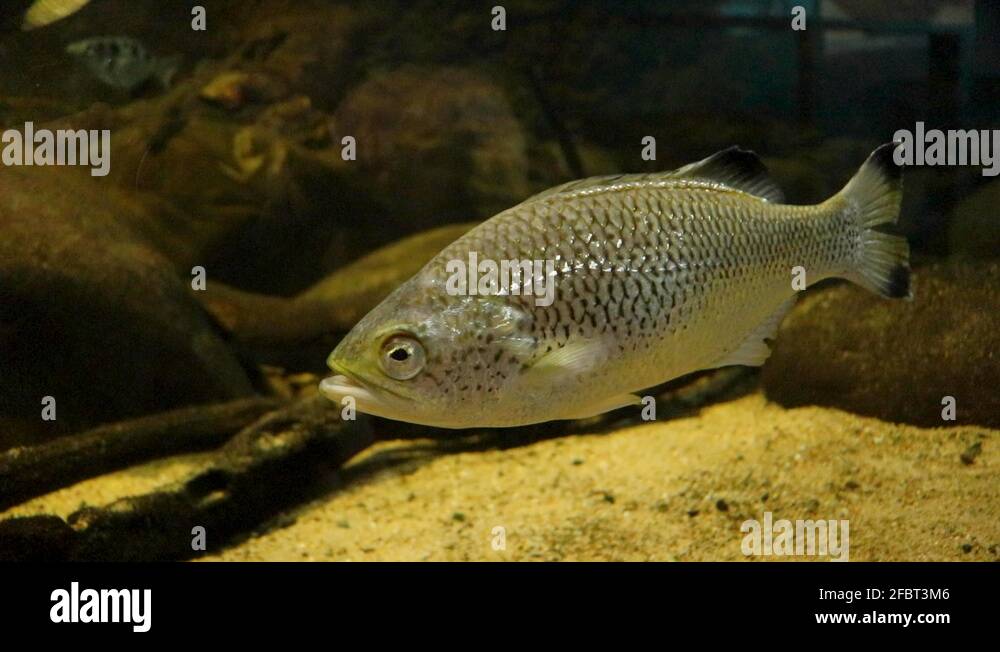 Silver freshwater fish Stock Videos & Footage - HD and 4K Video Clips ...