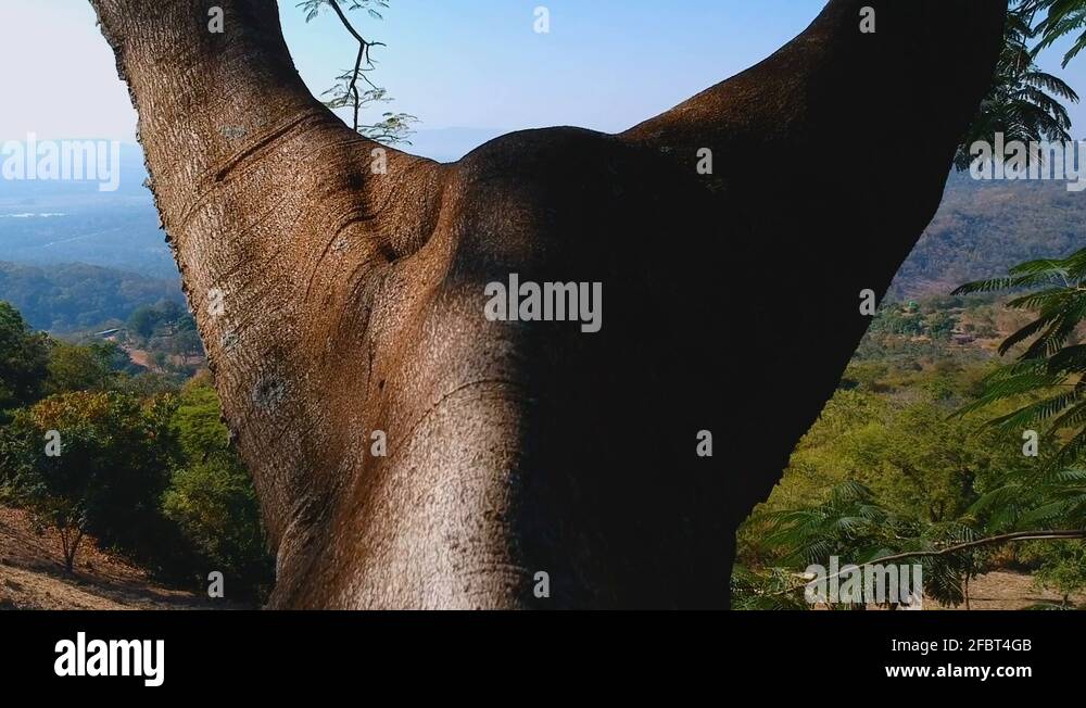 South african tree Stock Videos & Footage - HD and 4K Video Clips - Alamy