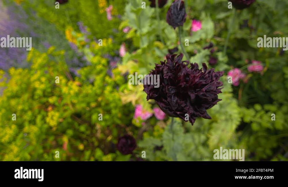 Deep purple roots Stock Videos & Footage - HD and 4K Video Clips - Alamy