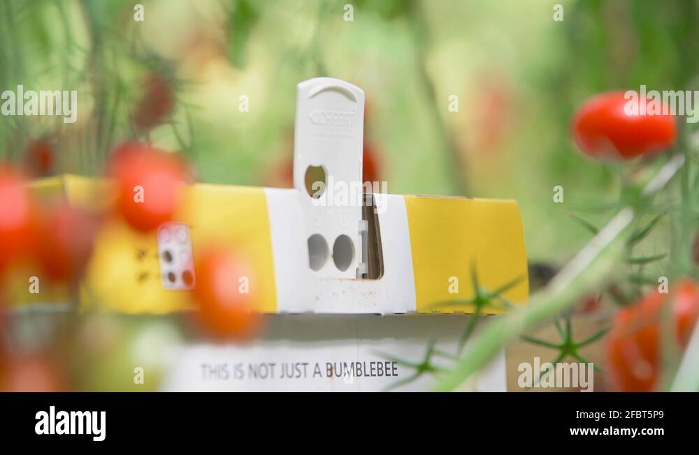 Box for insects Stock Videos & Footage - HD and 4K Video Clips - Alamy