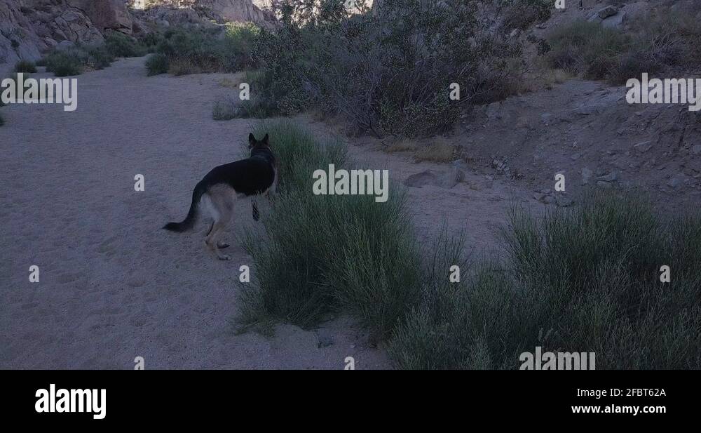Shepherd of the desert Stock Videos & Footage - HD and 4K Video Clips ...