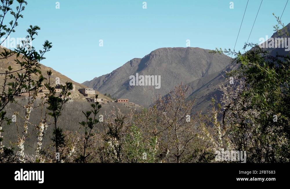 Trees atlas Stock Videos & Footage - HD and 4K Video Clips - Alamy