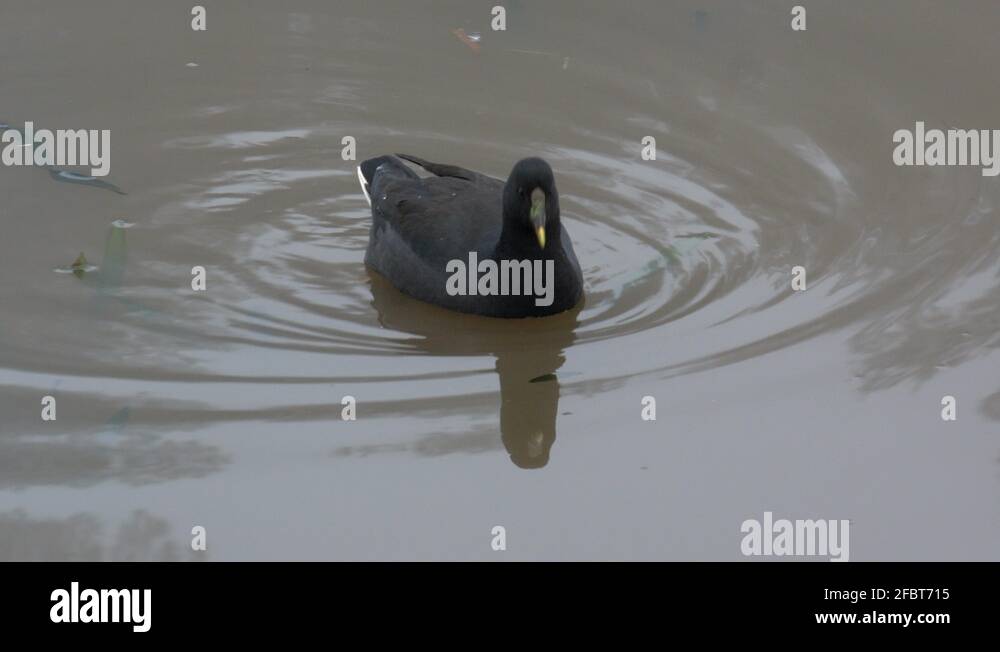 Australian water bird Stock Videos & Footage - HD and 4K Video Clips ...