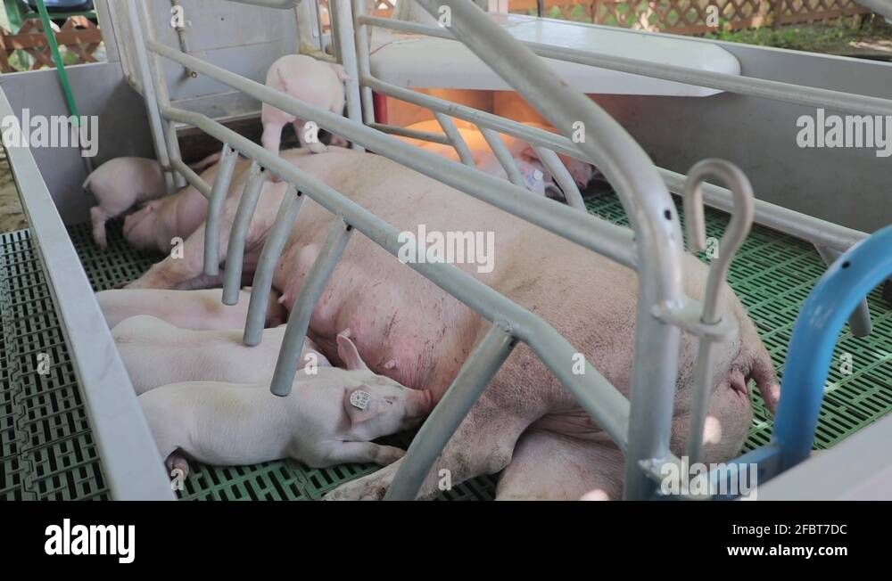 Farrowing Stock Videos & Footage - HD and 4K Video Clips - Alamy