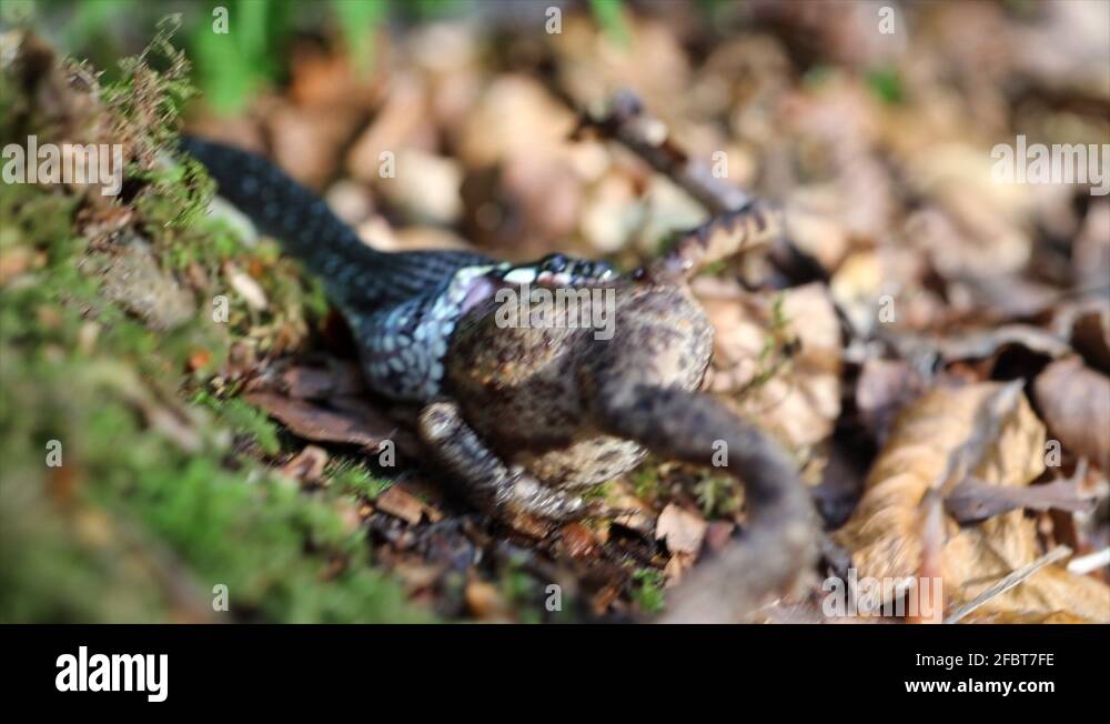 Snake swallowing frog Stock Videos & Footage - HD and 4K Video Clips ...