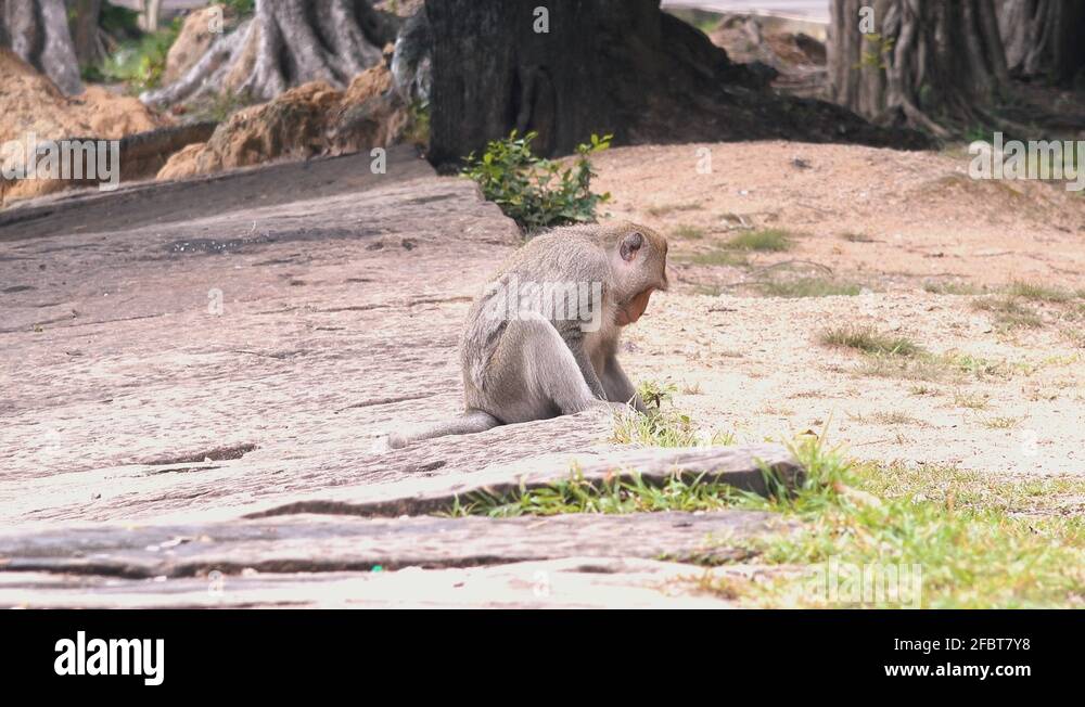 Foraging macaque Stock Videos & Footage - HD and 4K Video Clips - Alamy