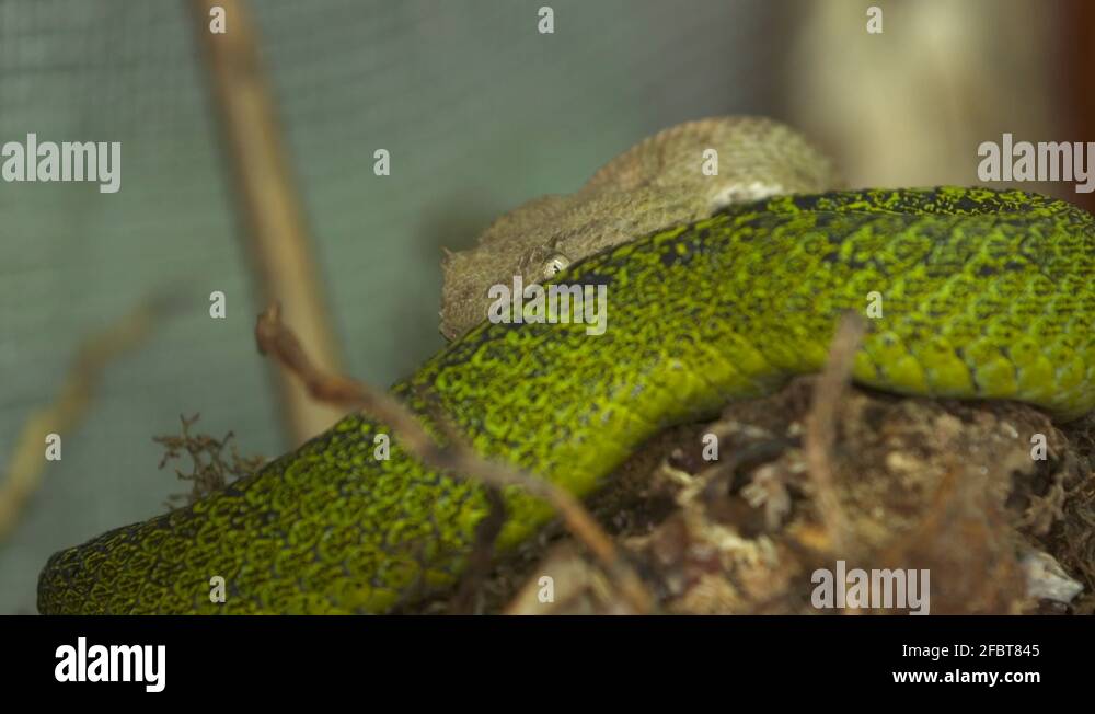 Snake park Stock Videos & Footage - HD and 4K Video Clips - Alamy