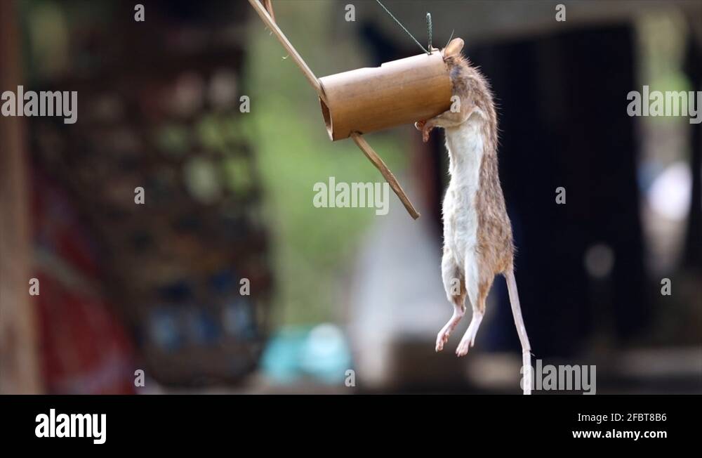 Mouse caught in trap Stock Videos & Footage - HD and 4K Video Clips - Alamy