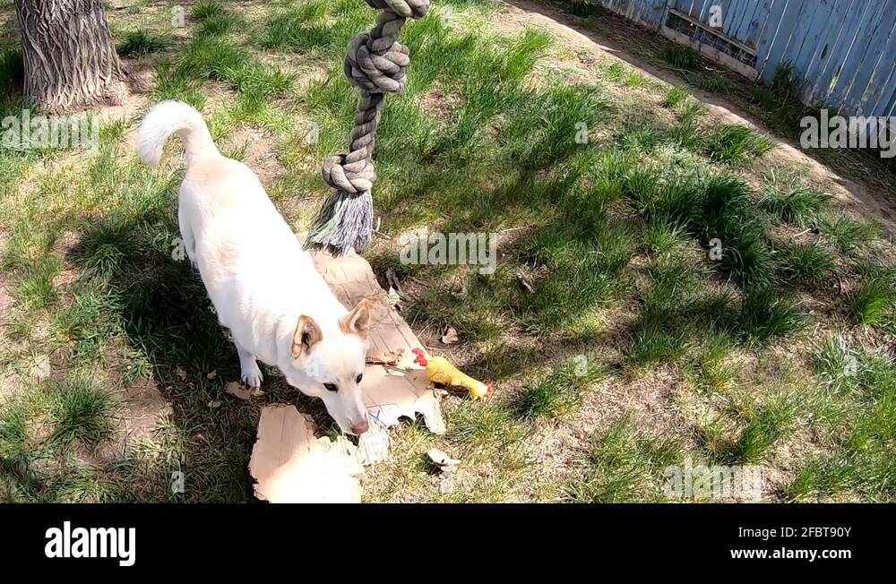 Catching a rope Stock Videos & Footage - HD and 4K Video Clips - Alamy