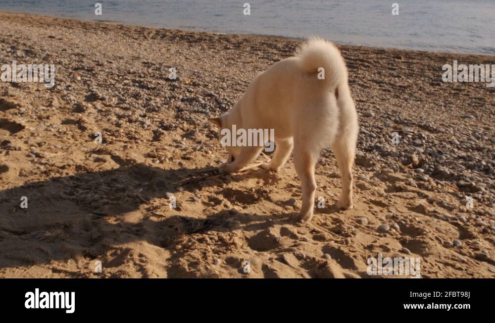 White furry shiba inu male bites the wooden stick while playing on the ...