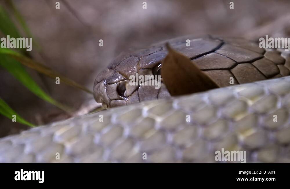 King cobra reptile Stock Videos & Footage - HD and 4K Video Clips - Alamy